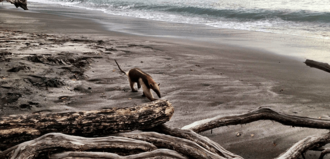 Danta Beach - Top beaches in Guanacaste, Costa Rica